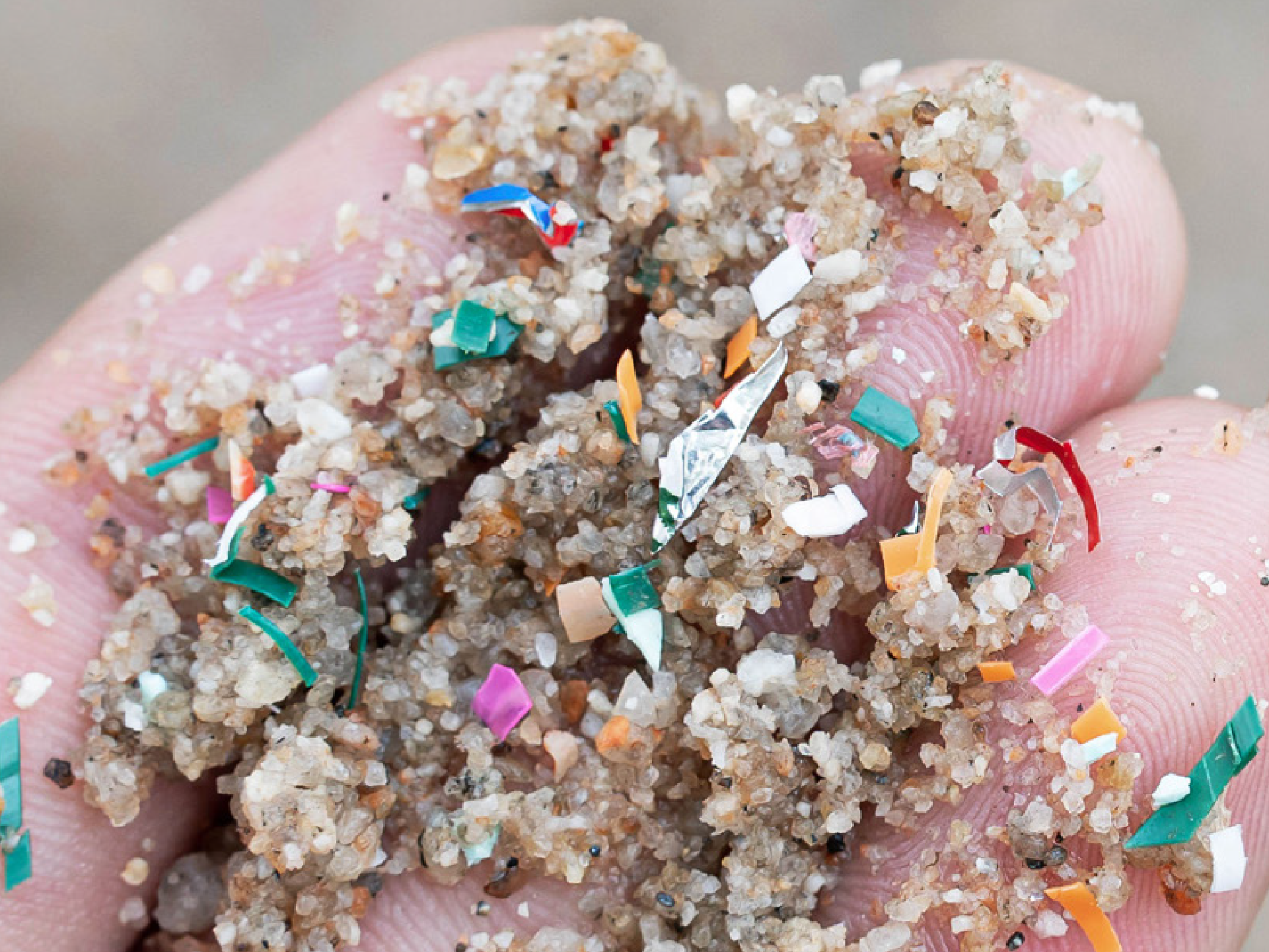 Each mussel grown in Catalonia contains an average of 9 microplastics - Diari digital de la URV